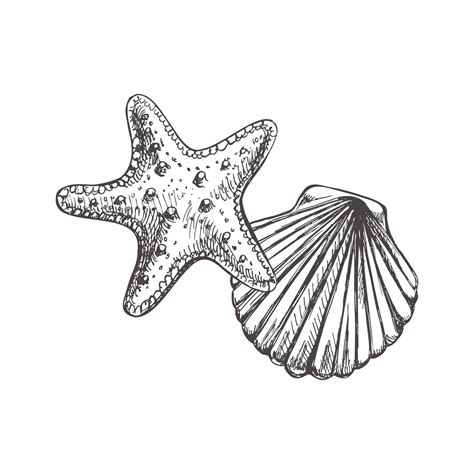 Seashell Drawing Images