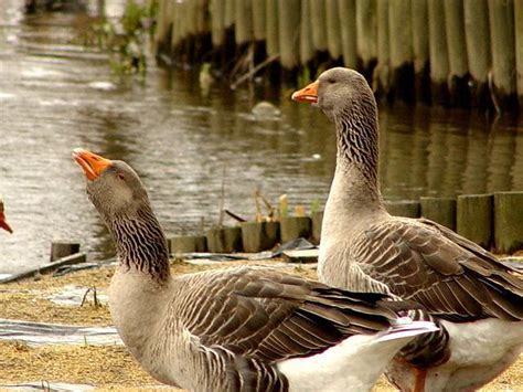 ツールーズ ガチョウ瓢湖の野鳥