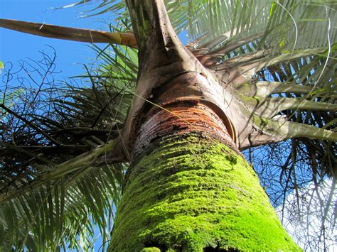 Planted Cloud Triangle Palm
