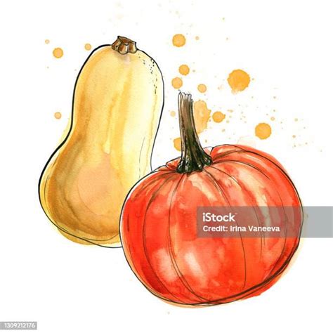 흰색 배경에 수채화로 그려진 씨앗이 있는 오렌지 호박 조각 마스카라와 페인트야채의 컬러 스케치 농산물 3가지 개체에 대한 스톡