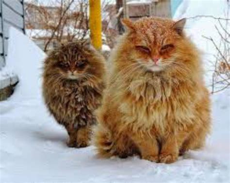 Van Kedisi Vs Norwegian Forest Cat Breed Comparison