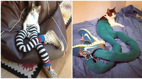 Potret Kucing Seolah Punya Kaki Bak Manusia Ini Bikin Geleng Kepala Hot Liputan Com