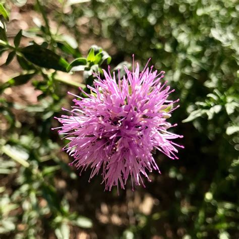 Plant Faqs Monardella Villosa Coyote Mint