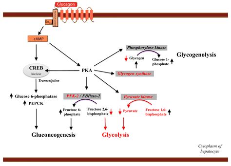 Ijms Free Full Text Glucagon Receptor Signaling And Glucagon Resistance