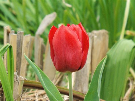 Červený Tulipán V Zahradě Stock Fotka Zdarma Public Domain Pictures