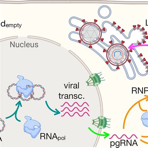 The Developed Kinetic Model Describing The Hbv Infection Cycle The