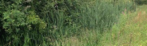 Farm Buffer Zones Fh Wetland Systems