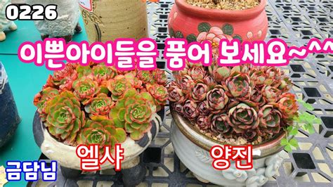 24년02월26일 금담님 홍매화 파키피덤 엘샤 양진 벤바디스 슈가베이비 진주목걸이 마리드금 녹귀란 레티지아 모건뷰티 금황성 레몬로즈 블루엘프 후레뉴 레드탑 소인제금