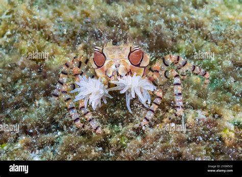 Pom Pom Crab Boxer Crab Lybia Tessellata With Juvnile Anemones