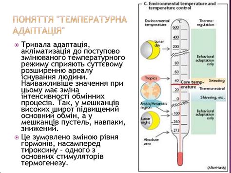 Терморегуляція - презентация онлайн
