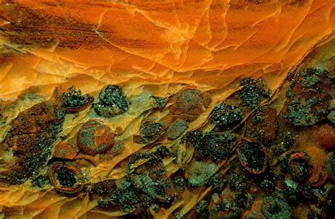 Section Of Blue Green Algae Fossil Nikon Small World