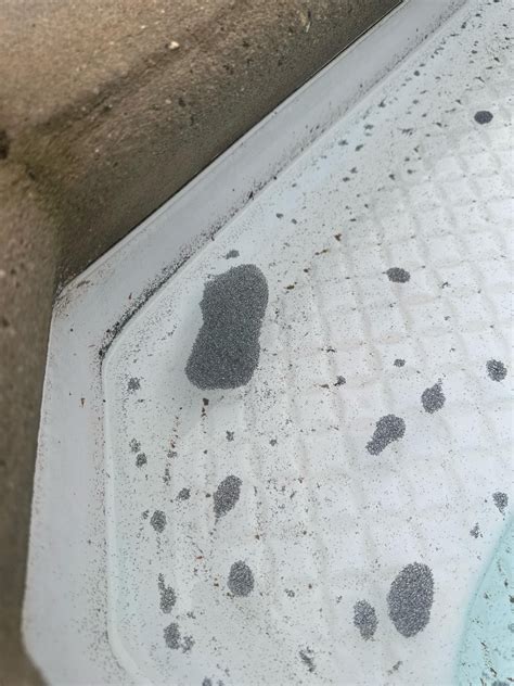 Can Anyone Identify This Tiny Black Bug Rwhatsthisbug