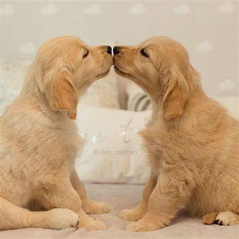 Two Cute Puppies Kissing On Bed