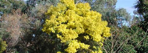 Acacia Australian Native Plants Society Australia