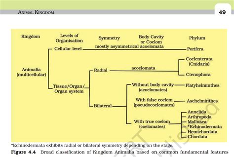 Kingdom Animalia Flow Chart Class 11 Ncert Kexam