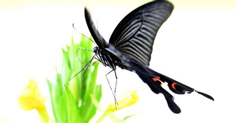 사향제비나비의 여름나기