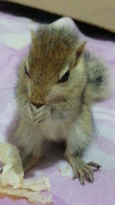 ලේනාගේ ආප්පකෑම්🐿️🐿️🐿️ Youtube