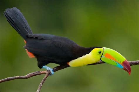 Toucan Species Toucanets Species Information Biolife Earth