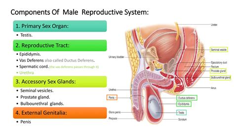 4 Anatomy Of Male Reproductive Systempdf