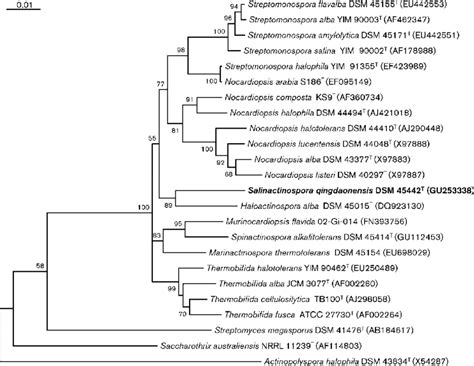 Phylogenetic Dendrogram Obtained By Neighbour Joining Analysis Based On Download Scientific