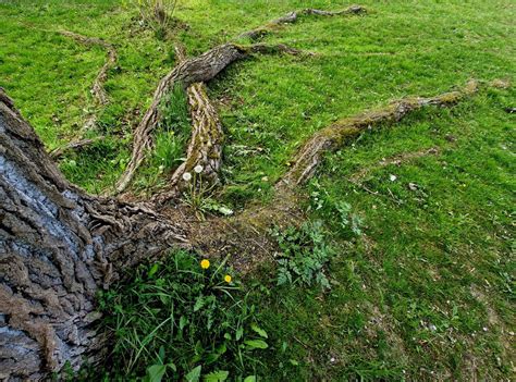 The Impact Of Tree Root Damage On Your Property The Impact Of Tree Root Damage On Your Property