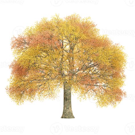 Collection Of Beech Tree With Realistic Style 53339382 Png
