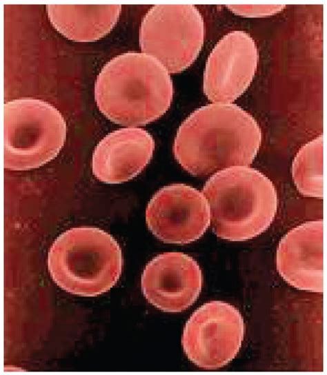 Erythrocytes Anatomy