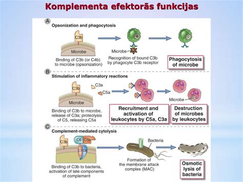 Dr Aija Linē Nespecifiskā Imūnaizsardzība Dr Aija Linē Ppt Download