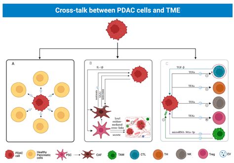 Cross Talk Between Pdac Cells And Tme Pdac Cells Have Been Shown To Download Scientific