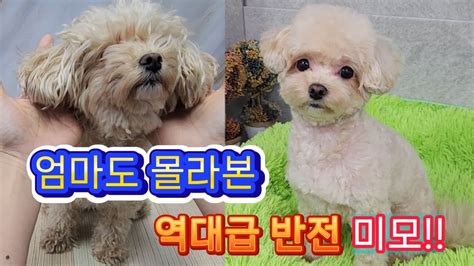 역대급 반전 미모~~말티푸 Youtube