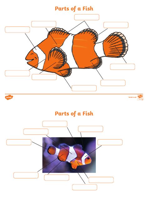 T T 5604 Parts Of A Fish Labelling Sheets Pdf