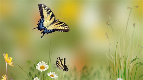 Обои ромашки бабочки цветы 2560x1440 Qhd And Wqhd 16 9 от Photomonstr картинки на рабочий стол