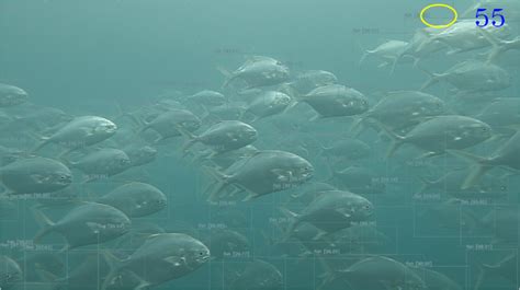 Stereo Camera System Trachinotus Blochii Species Count Estimation