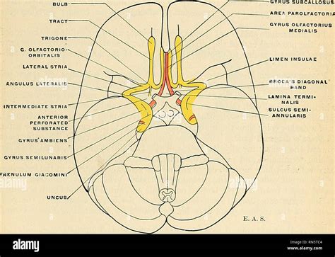 Anatomy Descriptive And Applied Anatomy The Cerebral Hemispheres
