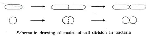 Biotechfront Reproduction In Bacteria By Binary Fission Steps