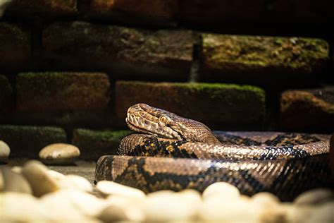 Pythonportrait Background Images Hd Pictures And Wallpaper For Free Download Pngtree