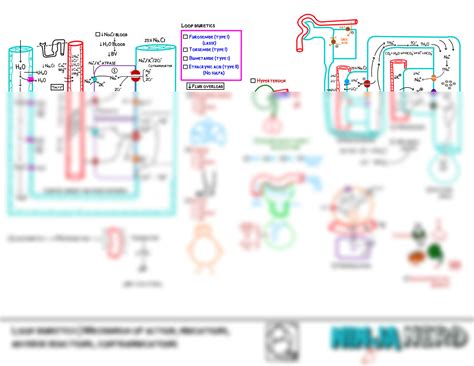 Solution 10 Loop Diuretics 1 Studypool