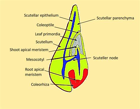 Cotyledons Of Maize Grain Is Called As A Plumule B Coleorhiza C Coleoptile D Scutellum