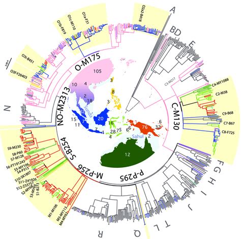 Paternal Lineages From Isea And Near Oceania In The Context Of The Download Scientific Diagram