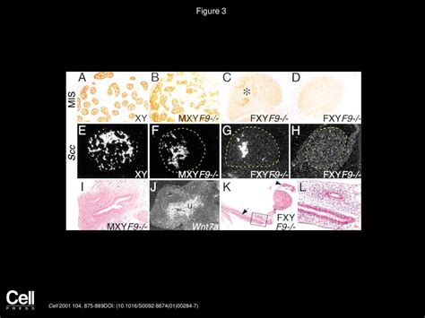 Male To Female Sex Reversal In Mice Lacking Fibroblast Growth Factor 9 Ppt Download