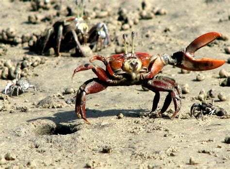 Crab Object Detection Dataset By Talov