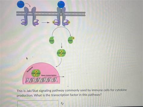 Solved This Is Jak Stat Signaling Pathway Commonly Used By