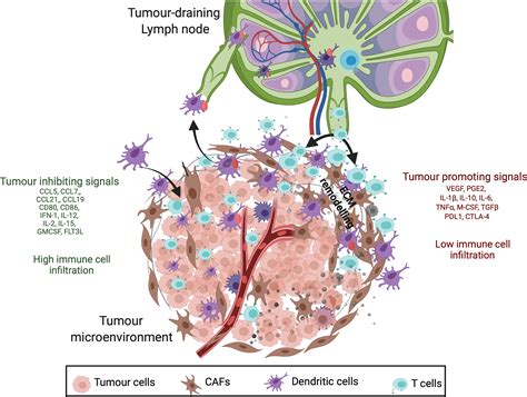 Krebs Cycle Rewired For Macrophage And Dendritic Cell