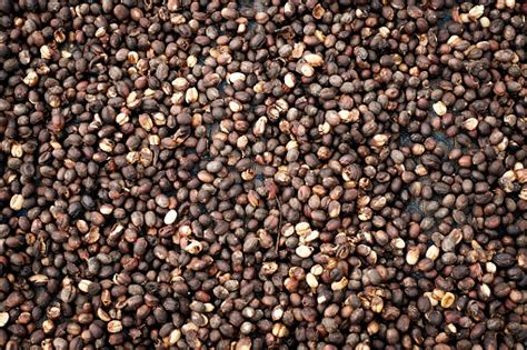 커피 가공 자연 건조 공정 펄프 천연 세미 드라이 공정 꿀 공정 체리 커피 콩 노란색 커피 숙성 건조 0명에 대한 스톡 사진 및