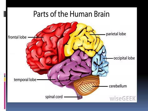 Language Comprehension And Production Converted Pdf