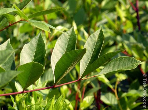 Poison Sumac Young At Carolyn Ring Blog