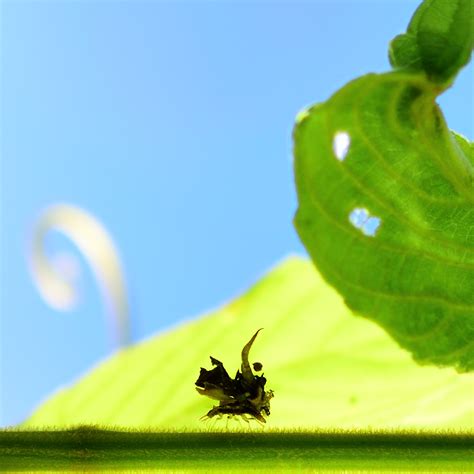 Junk Bug
