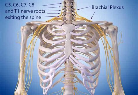 Nerve Plexus Anatomy Brachial Plexus Shoulder Nerve Pathways Structure