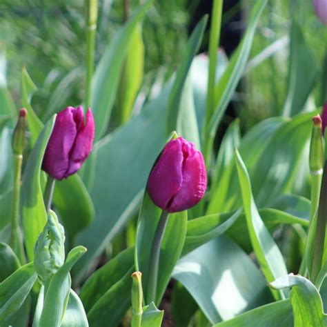 Tulipa 'Purple Flag', Tulip 'Purple Flag' (Triumph) - uploaded by ...