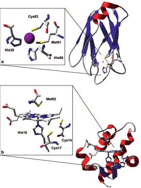 3 Structure Of Plastocyanin From Synechocystis Pcc6803 Pdb Code 1j5d